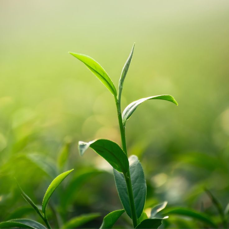 Introduction to Tea Whole Leaf Grades: Understanding the Different ...